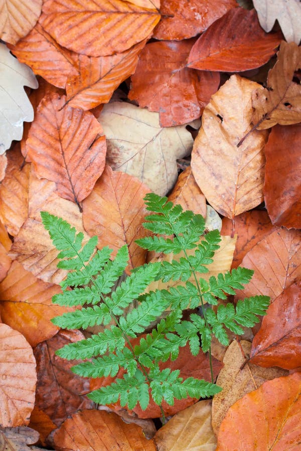 Ferns in beech leaves stock image. Image of leaf, autumn - 27746655