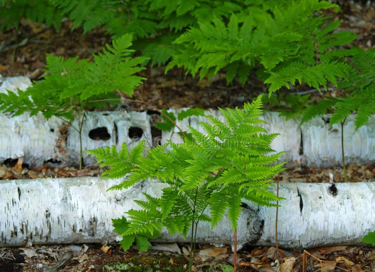Ferns by birch trees stock image. Image of bark, fall, trunks - 878739