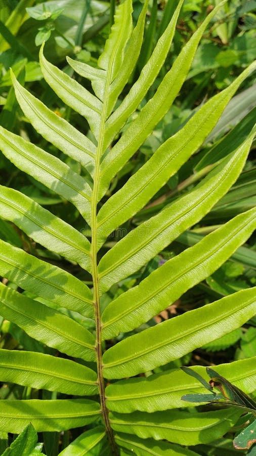 Ferns that Can Live in All Types of Soil Stock Image - Image of ferns ...