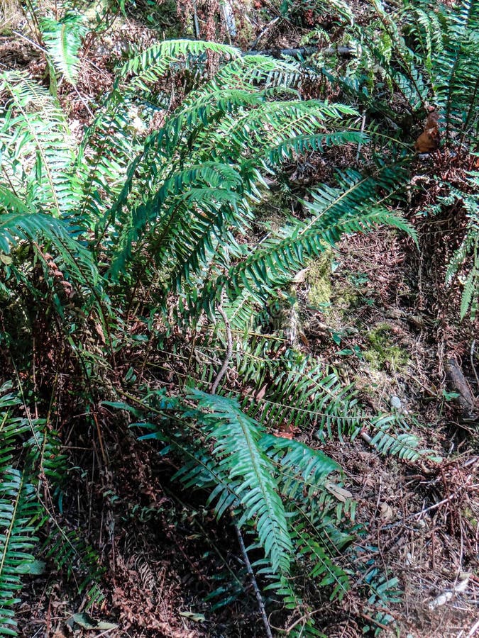 Ferns in cedar forest stock image. Image of nature, forest - 42612289