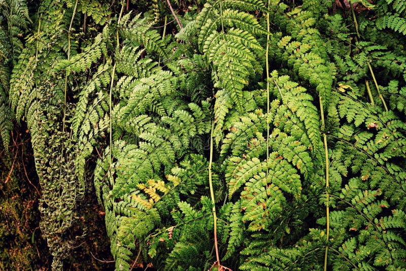 Ferns on a cliff wall stock photo. Image of piping, leaves - 308357756