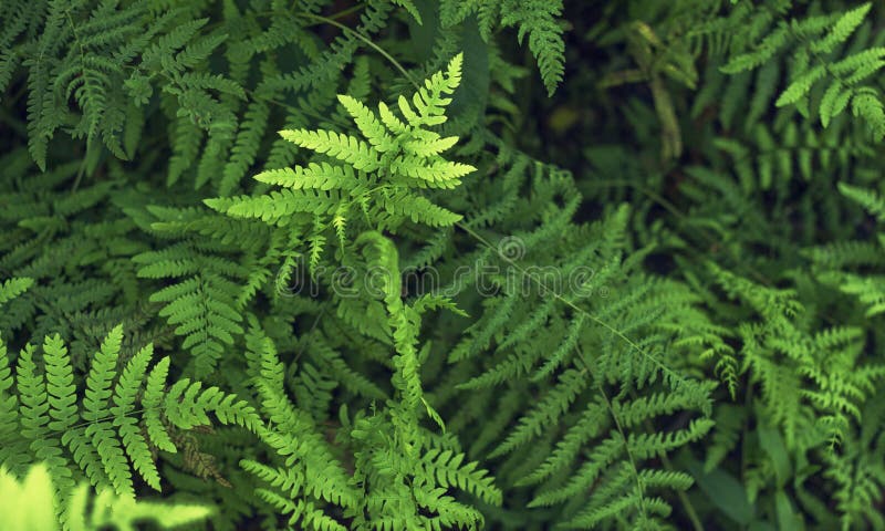 Ferns stock image. Image of plant, branch, tropical, lush - 92951171