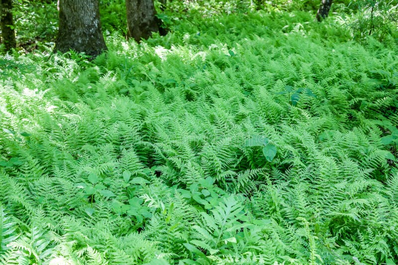 Ferns Covering Forest Floor Stock Photo - Image of ferns, plant: 57610444