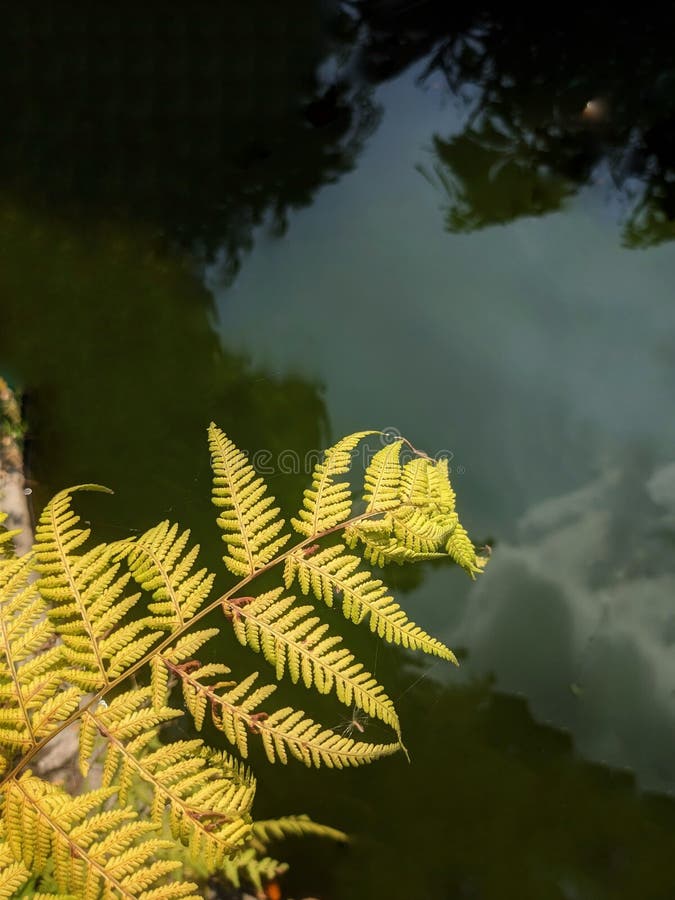 Ferns with a Dark Green Lake As a Background with Bright Cloud ...