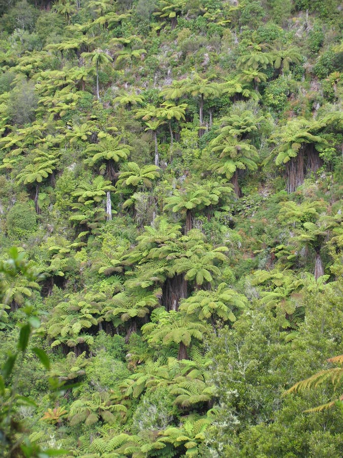 Ferns de Punga imagem de stock. Imagem de selva, morro - 654419