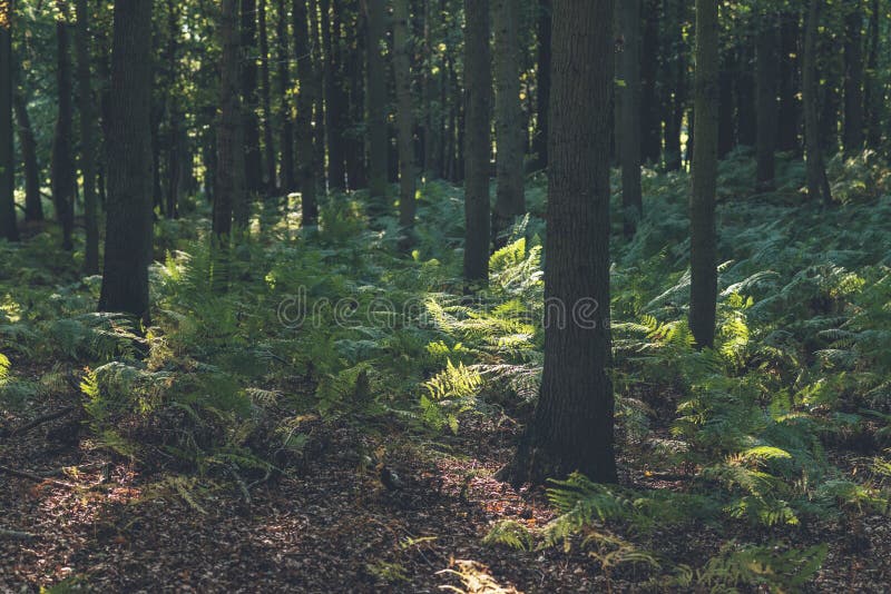 Ferns in deciduous forest. stock image. Image of natural - 64388849