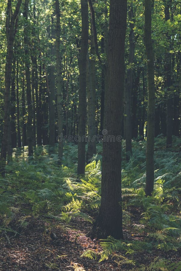 Ferns in deciduous forest. stock image. Image of natural - 64388849
