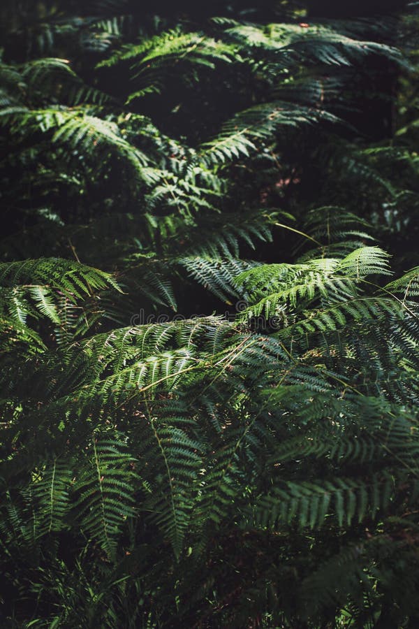 Ferns in the Deep Forest Shadow Stock Image - Image of leaf, natural ...