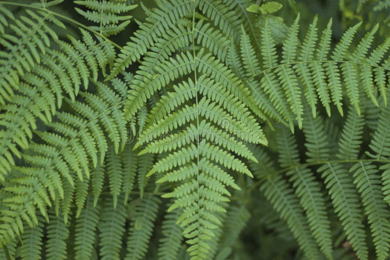 Maori Fern Pattern Stock Photos - Free & Royalty-Free Stock Photos from ...