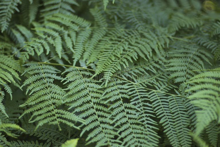 Maori Ferns Stock Photos - Free & Royalty-Free Stock Photos from Dreamstime