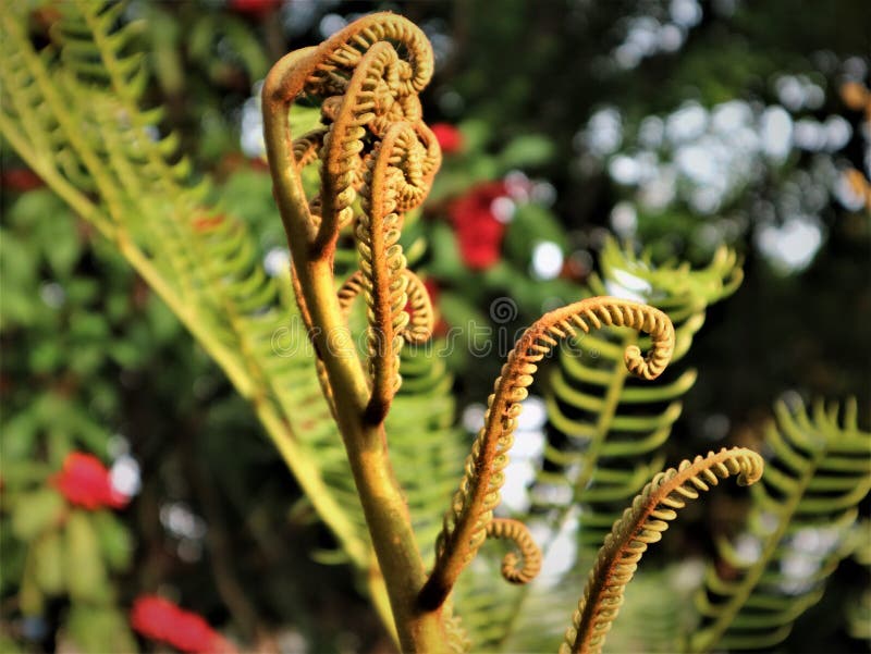 Ferns, Ferns or Ferns Grow in a Farmer S Garden Stock Image - Image of ...
