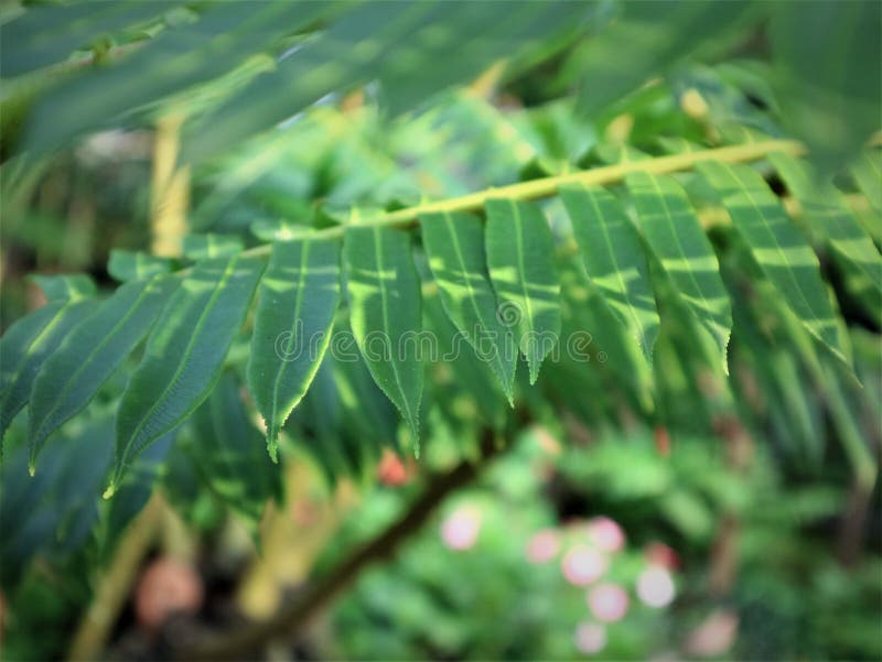 Ferns, Ferns or Ferns Grow in a Farmer S Garden Stock Photo - Image of ...