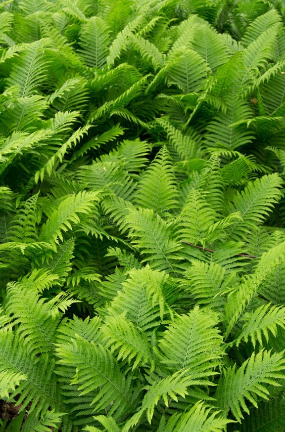 Ferns stock image. Image of fern, dense, leaves, soft - 31477995