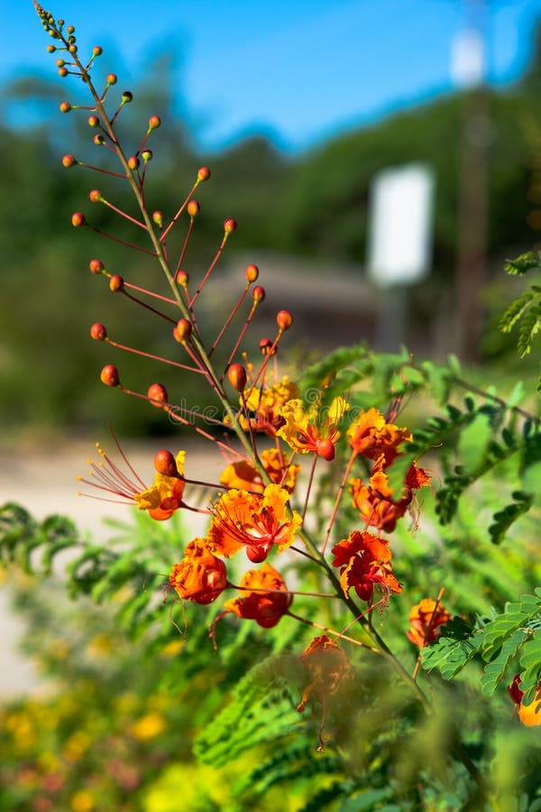 Ferns and Fire stock image. Image of orange, branch - 251739035