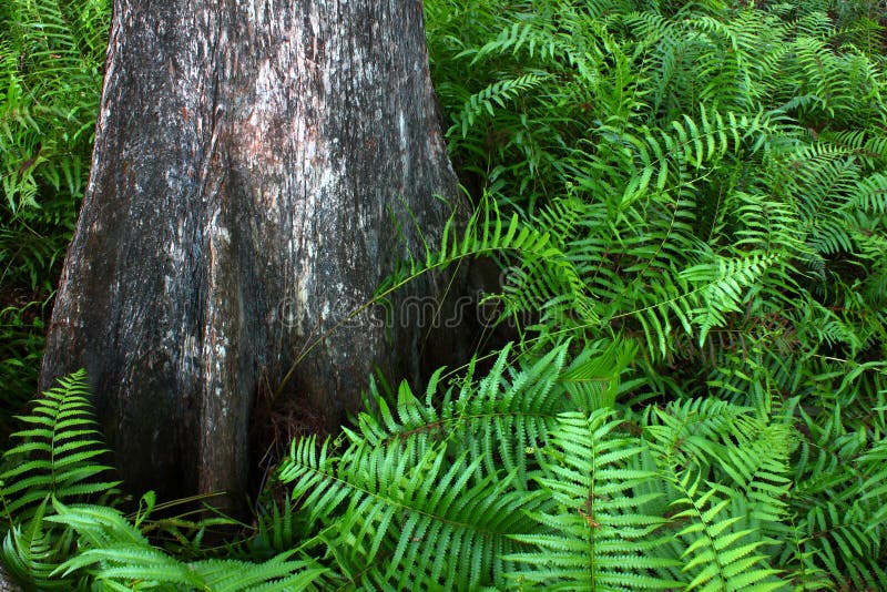 June Lush Ferns stock photo. Image of summer, nature - 14702558