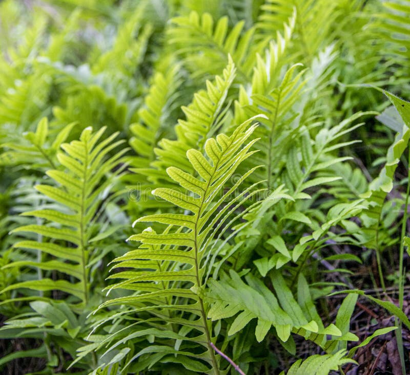 Ferns in the forest. stock image. Image of forest, ferns - 199379473