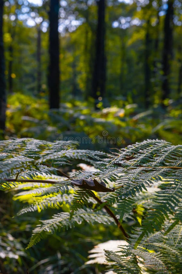 Ferns in the Forest in Focus. Forest View with Ferns and Trees Stock ...