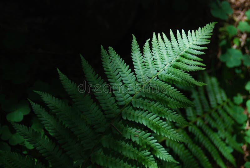 Ferns in a Forest on Tuscany Mountains in Autumn. Stock Photo - Image ...