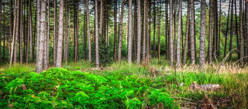 Ferns in the Forest. Panoramic Landscape View. Stock Photo - Image of ...