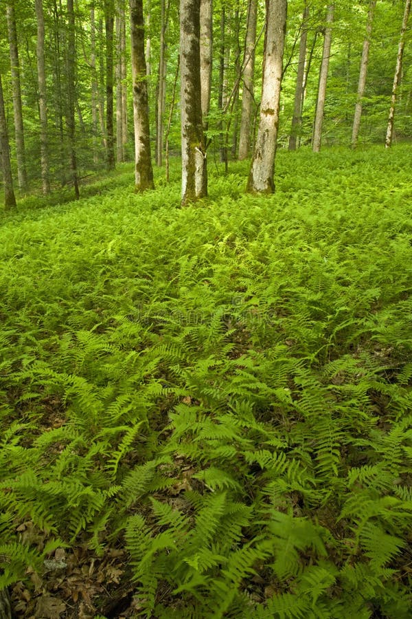 Ferns in the Forest Doi Inthanon National Park Thailand. Natural Floral ...
