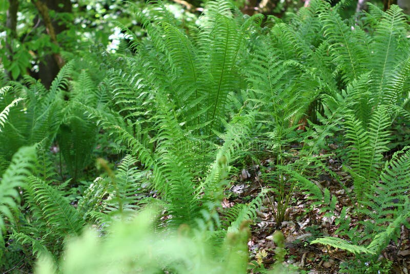 Ferns in the forest stock photo. Image of forest, ferns - 264432016