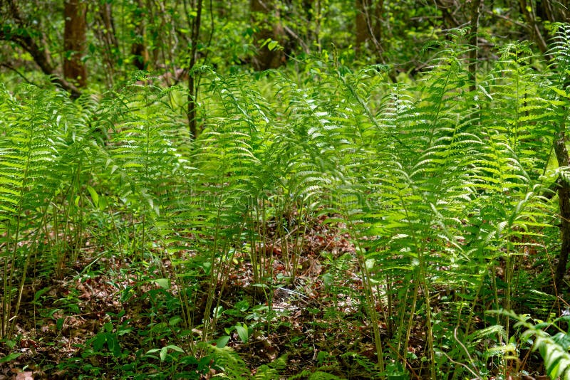 Ferns in the forest stock image. Image of setting, cycle - 316772133