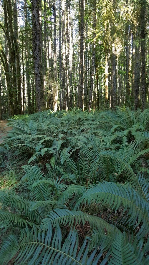 Ferns In Forest Picture. Image: 99337995