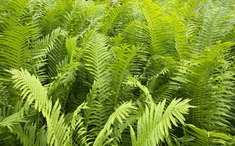Ferns stock image. Image of felci, green, wild, nature - 63505567