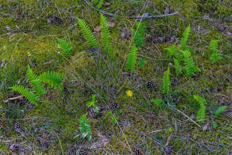 Ferns on green meadow. stock photo. Image of undergrowth - 101059524