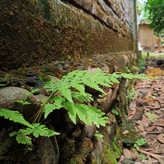 Ferns are a Group of Plants with a True Vascular System Stock Image ...