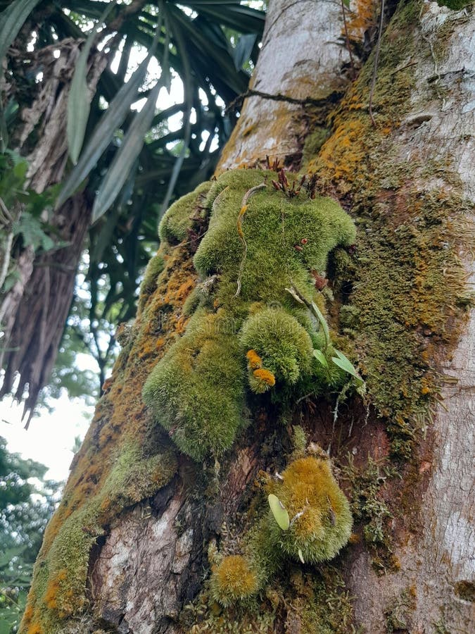 Ferns Grow on a Stem of Jack Fruit Tree. Stock Photo - Image of tree ...