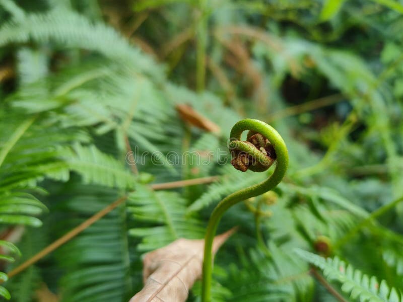 Ferns Grow Wild in the Tropics. Shoots Can Be Used As Traditional Food ...