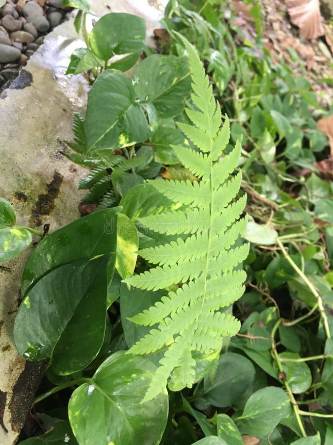 Ferns stock photo. Image of plants, wild, grow, ferns - 202524582
