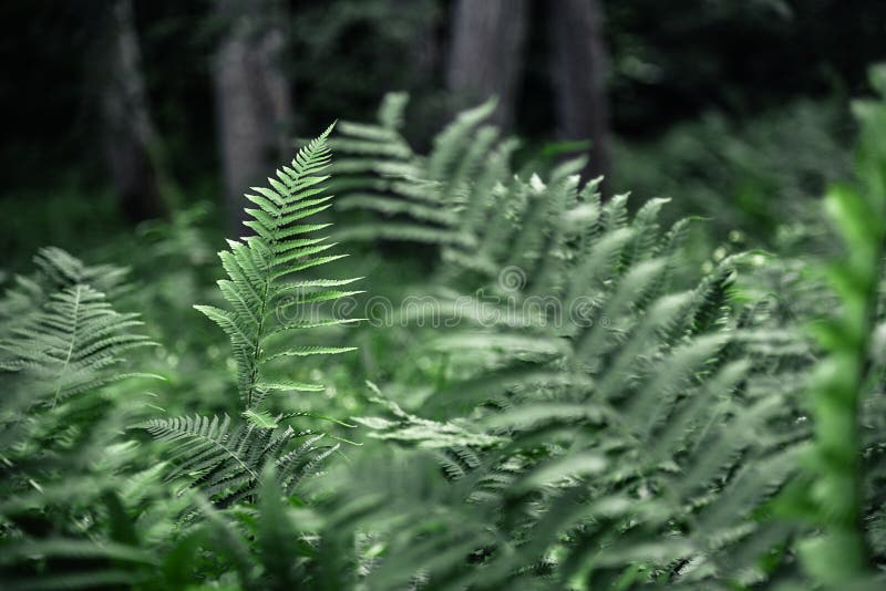 Ferns Growing in a Deep Forest Stock Photo - Image of greenery, outdoor ...