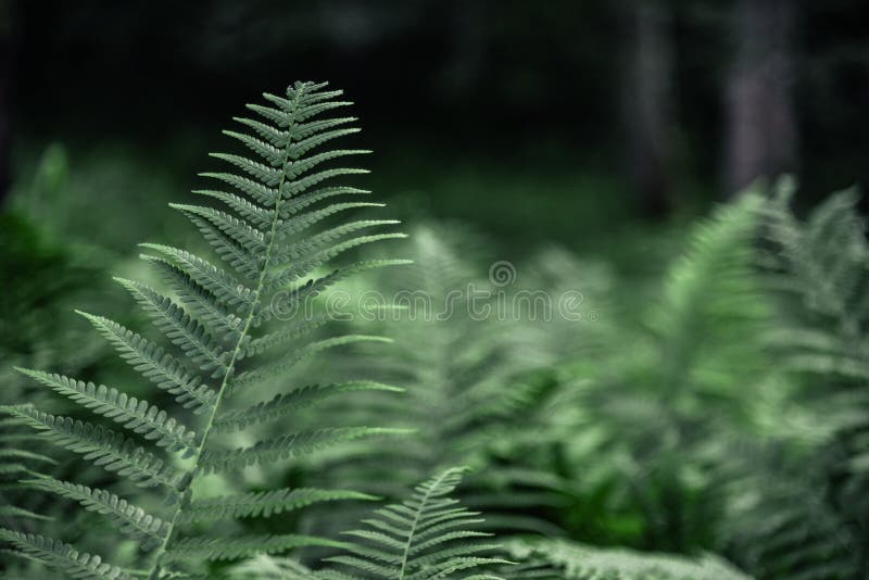 Ferns Growing in a Deep Forest Stock Image - Image of latvia, forest ...