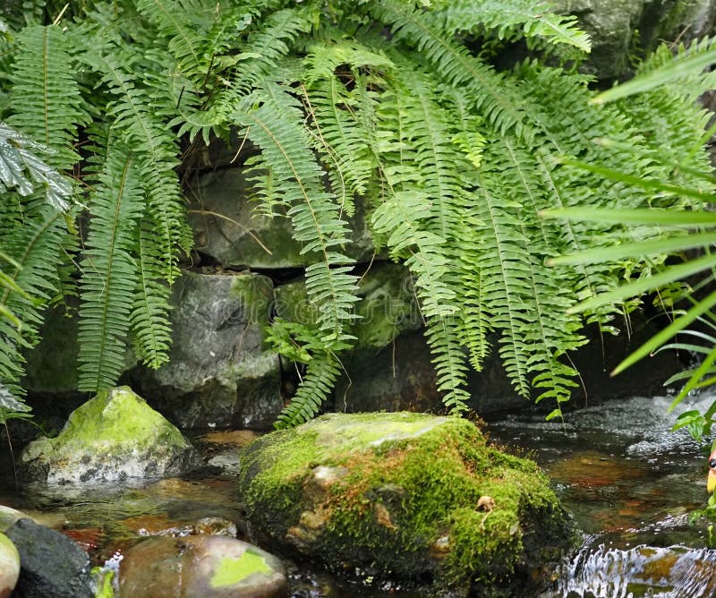 Ferns Growing at Edge of Stream Stock Photo - Image of vegetation, moss ...