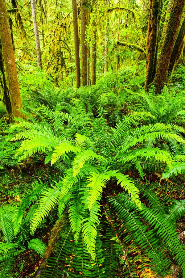 974 Pacific Northwest Forest Ferns Stock Photos - Free & Royalty-Free ...