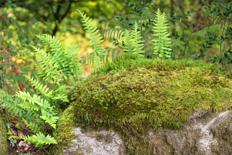 Ferns Growing on Falled Log, with Moving Water Behind Stock Photo ...