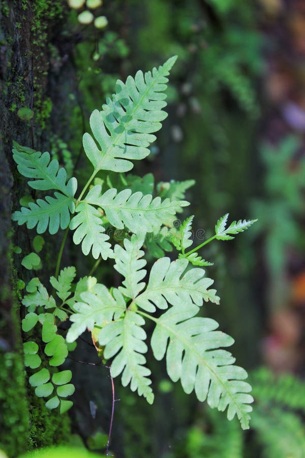 Ferns Growing on the Sidelines of the Rocks Stock Photo - Image of ...