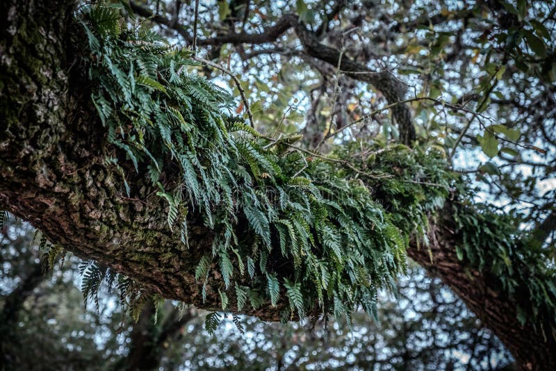 Ferns Growing on Tree Branch Stock Photo - Image of branch, fern: 74142712