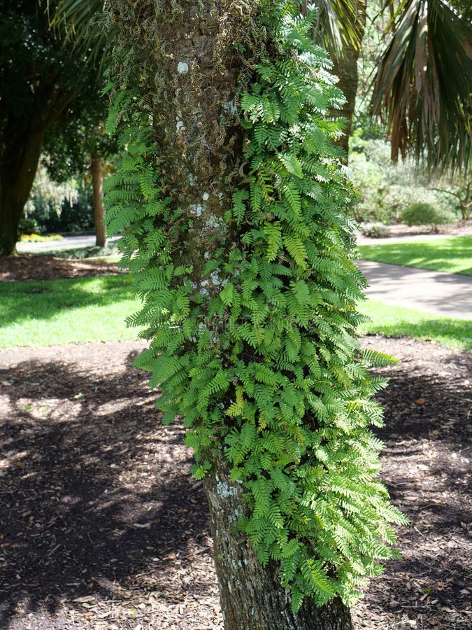 Ferns growing on a tree stock image. Image of florida - 272395041