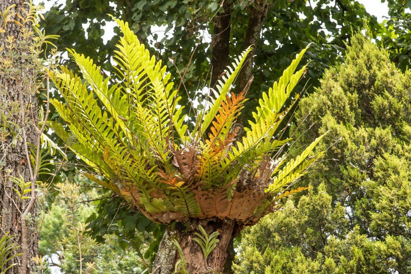 Ferns Growing on Tree Stump Stock Image - Image of foliage, tree: 60425417