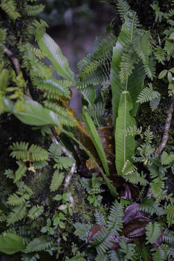 Ferns Growing on Tree Trunk Stock Image - Image of agriculture, healthy ...