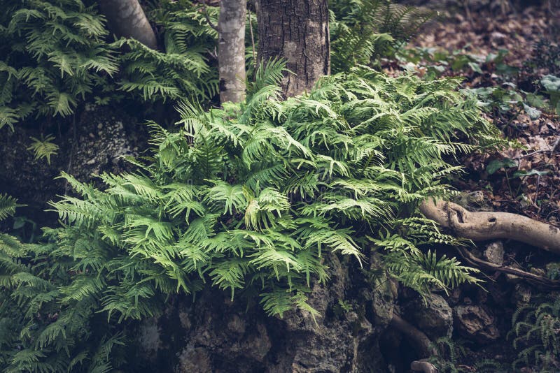 Ferns Grown Along Napan River Located at Sitio Napan, Barangay Goma ...