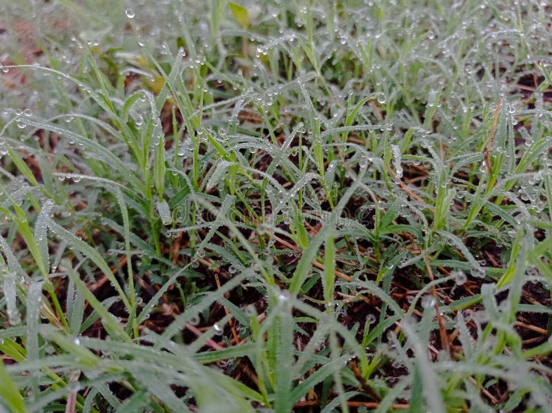 Weed Grass is Green with Dew Drops after Rain Stock Photo - Image of ...