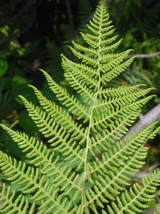 Ferns And Horsetails, Plant, Fern, Vegetation Stock Image - Image of ...