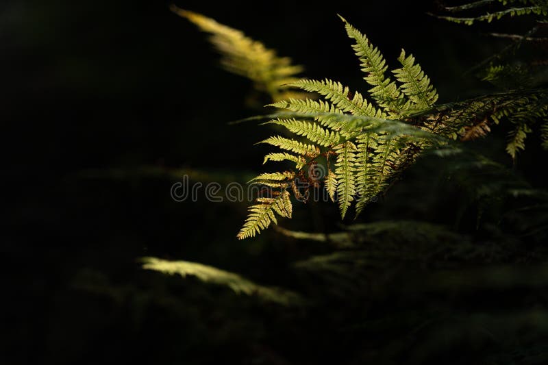 Ferns Illuminated by Soft Light in a Dense Forest during the Late ...