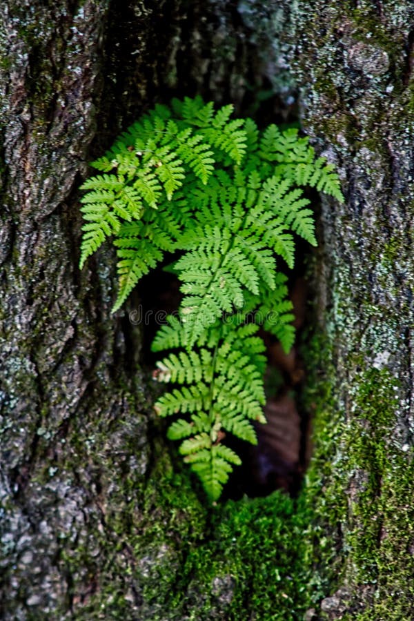 Ferns inside a tree trunk stock image. Image of trunk - 190261633