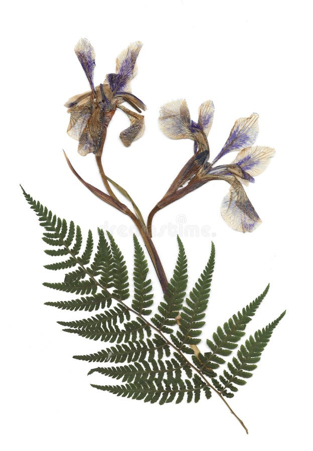 Vibrant Fern Pteridophyta Stock Illustrations – 3 Vibrant Fern ...