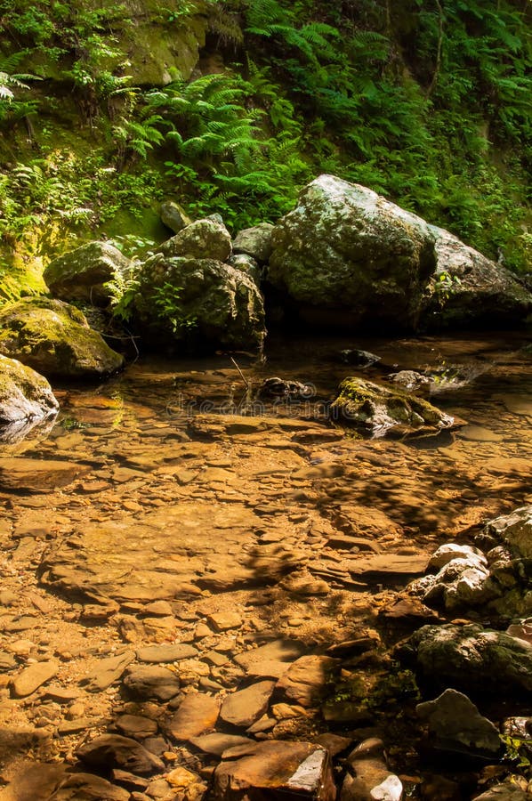 Clear Water Stream Flows through the Forrest Stock Photo - Image of ...
